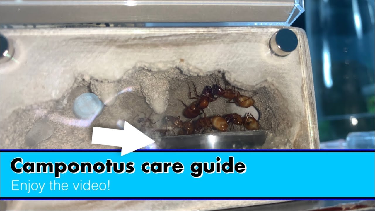 Camponotus Care Guide How To Keep Camponotus Ants As Pets