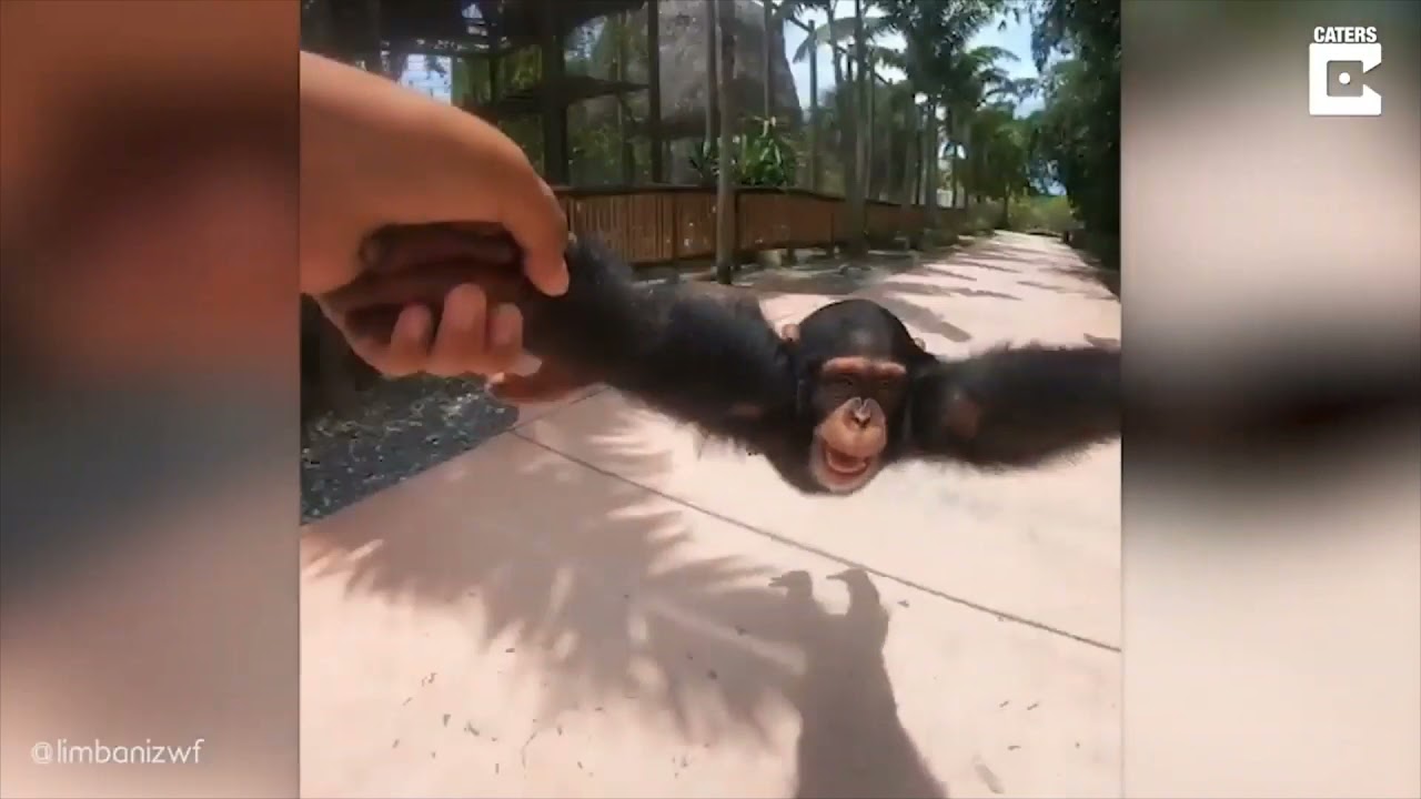 Monkey Spin Compilation Part 1 Youtube