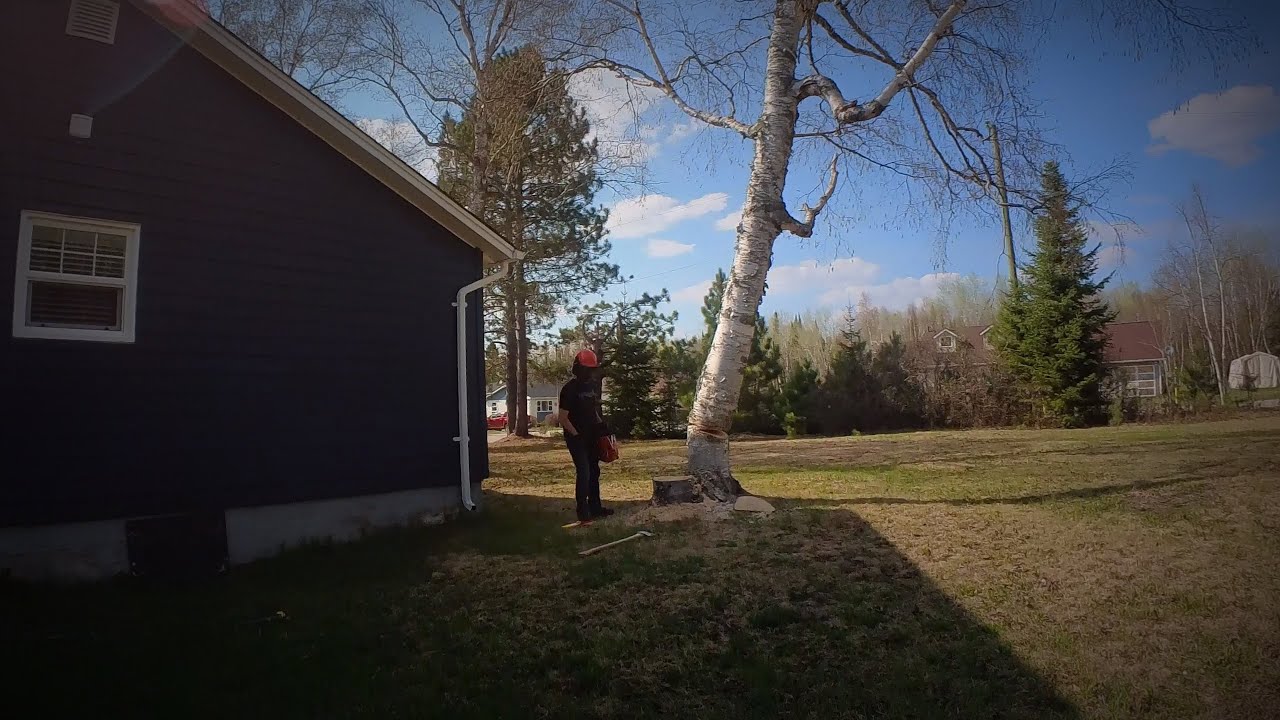 Timber Youtube