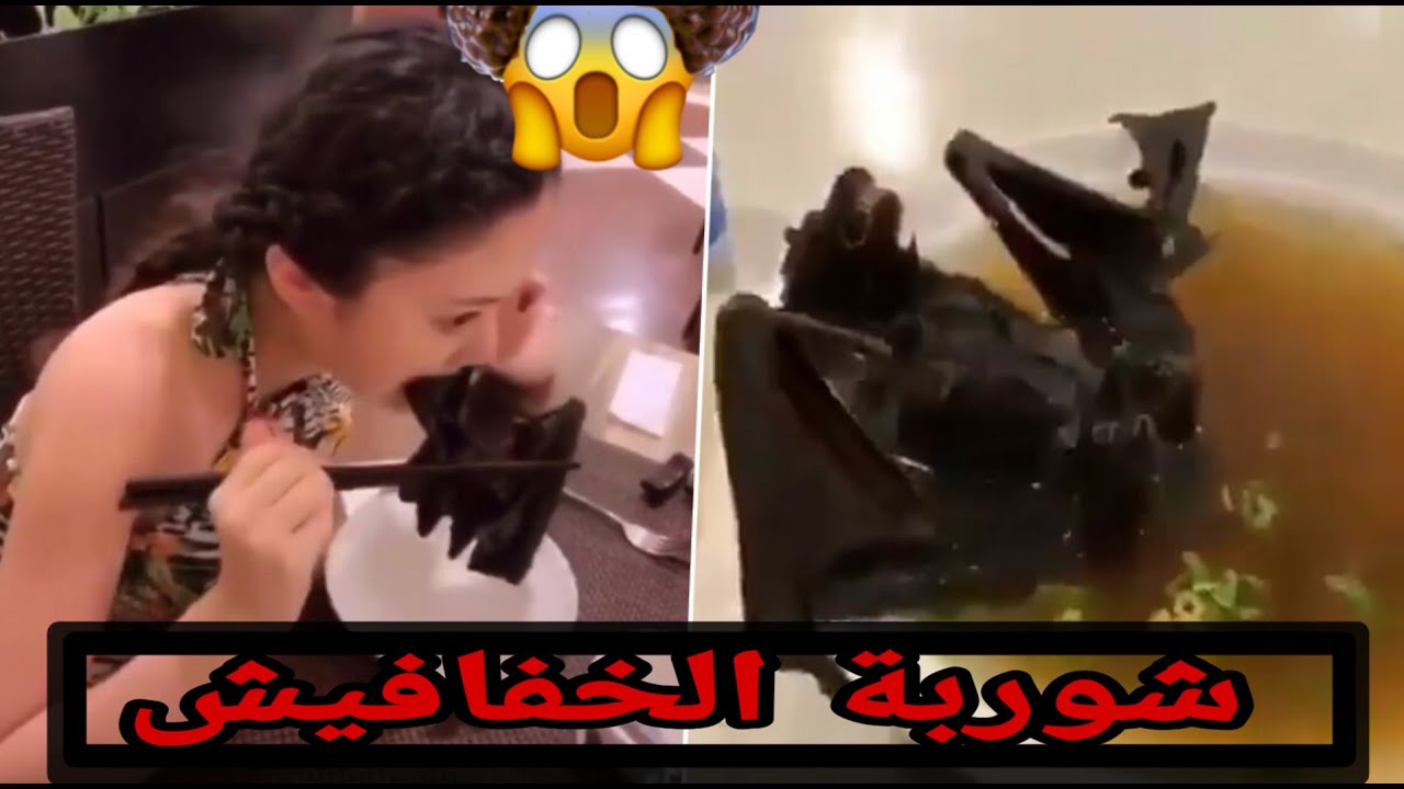 شوربة الخفافيش هل تسببت في إنتشار فيروس كورونا بالصين Bats Soup Youtube