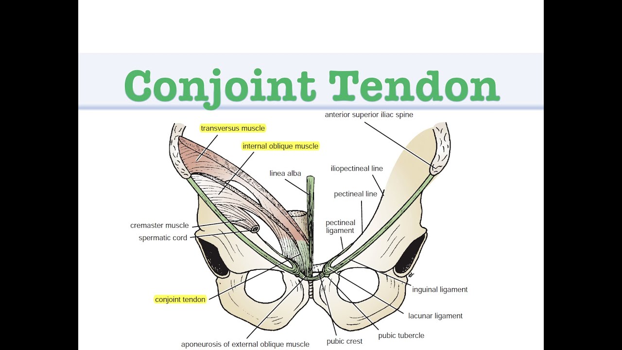 Conjoint Tendon Youtube