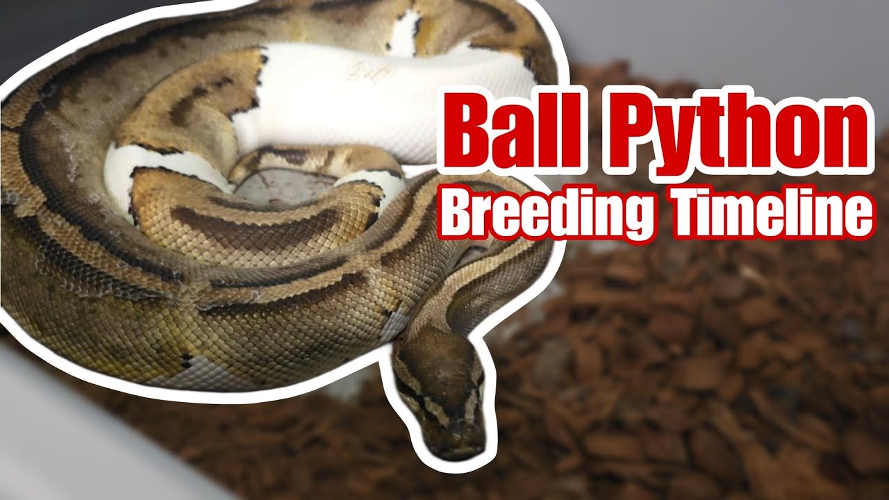 Ball Python Breeding Timeline Youtube