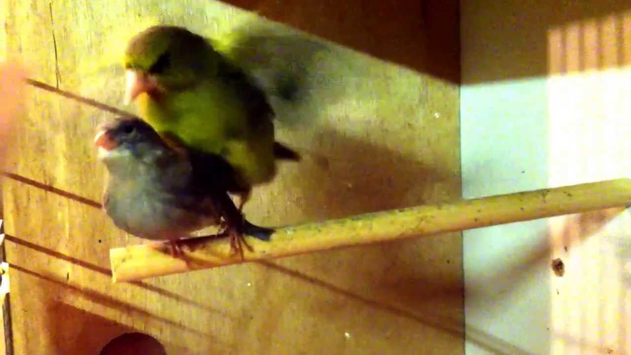 Greenfinch X Canary Breeding Youtube