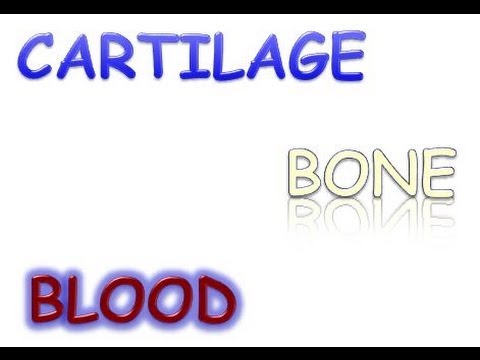 Connective Tissue Cartilage Bone Blood Youtube