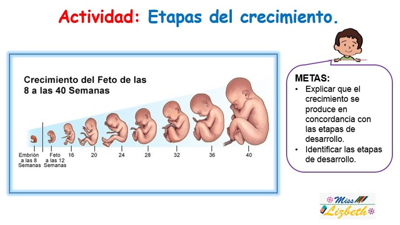 Aprendo En Casa Día 2 Semana 20 Etapas Del Crecimiento 18 08 2020