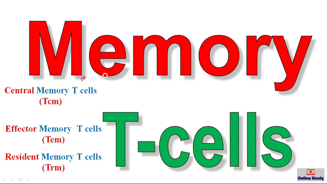 Memory T Cells