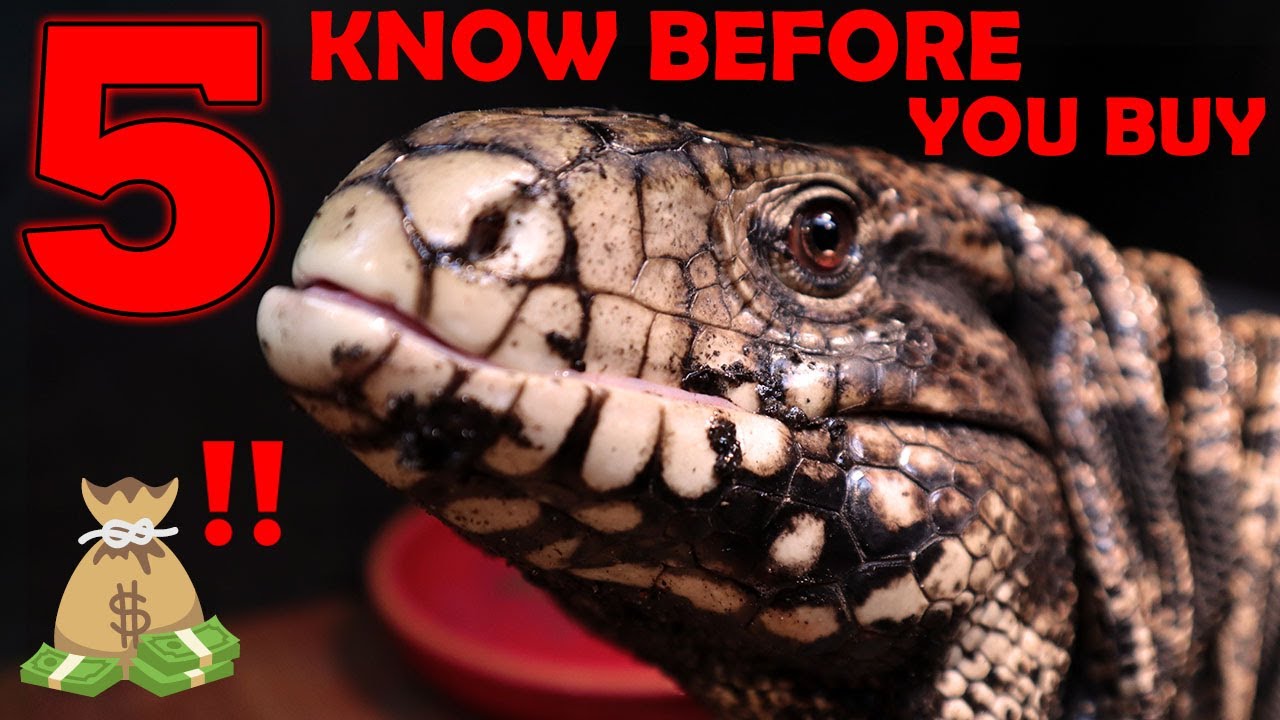 5 Things To Know Before Getting A Tegu Youtube