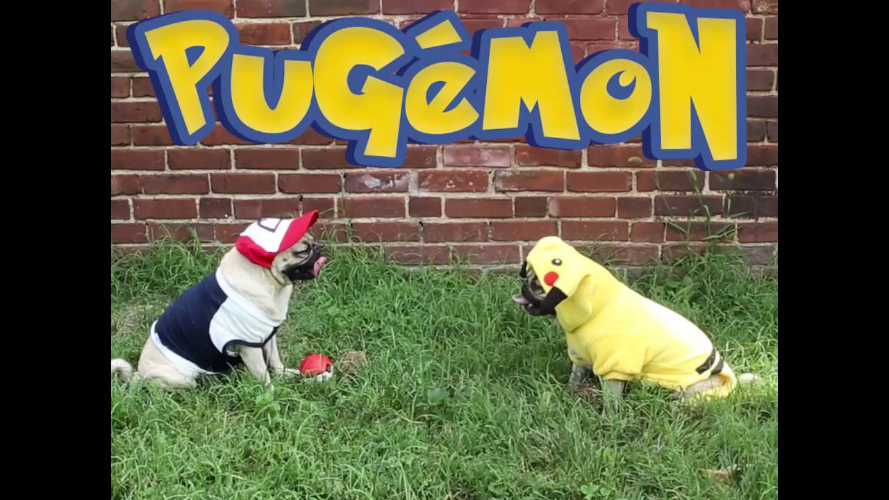 Pokémon Doug The Pug Youtube