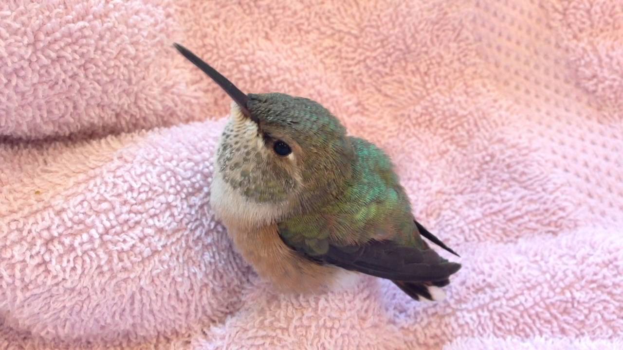 Cute Baby Hummingbirds 2 Thousand Hummingbird Babies Royalty Free
