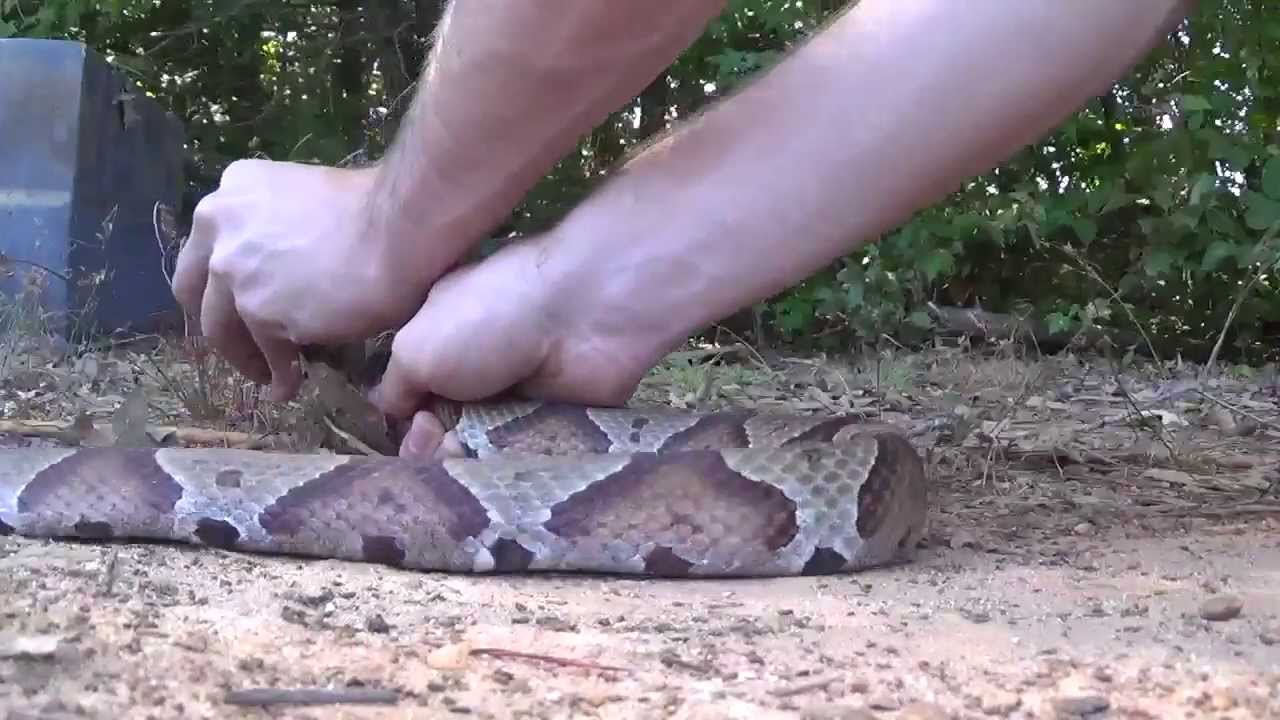 Copperhead Snakes Mating At Karen Batey Blog