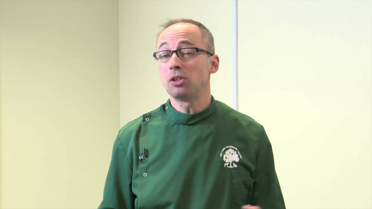 Pet Care Tips Animal Handling Video Inpet Shop