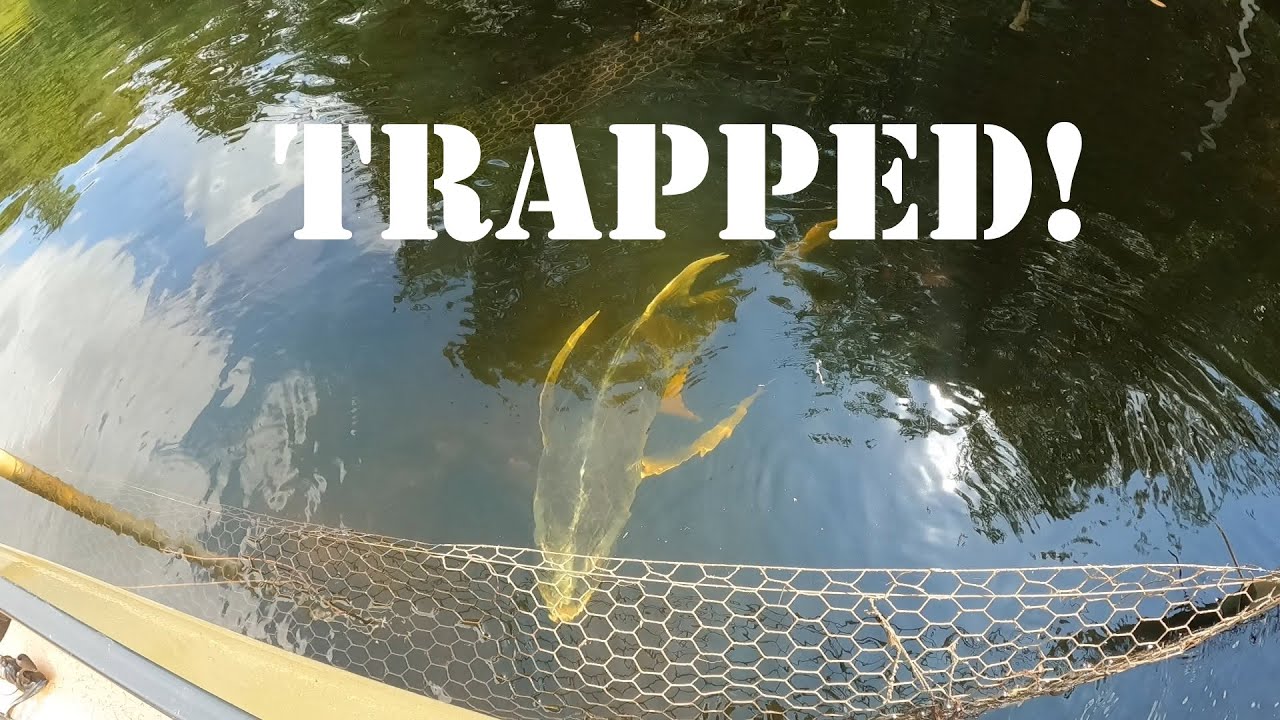 Monster Fish Rescue Youtube