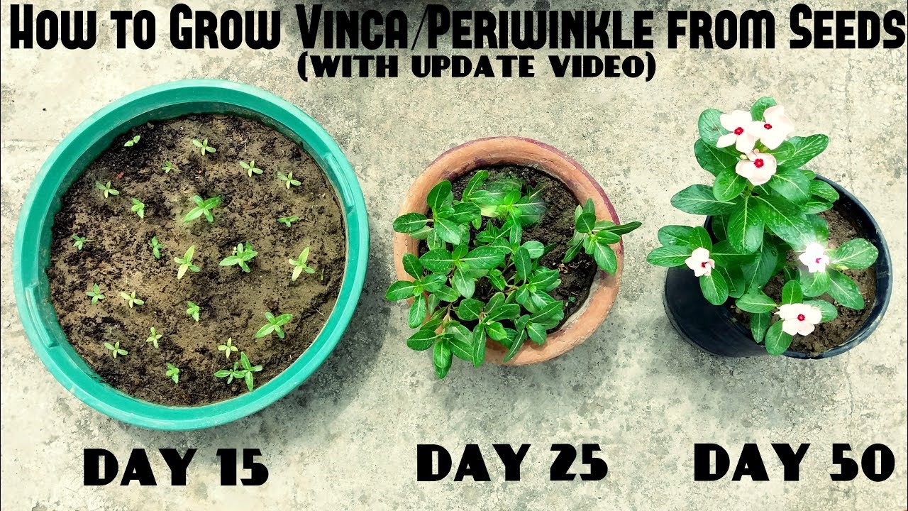 How To Grow Vinca Or Periwinkle From Seeds With Update Videos Youtube