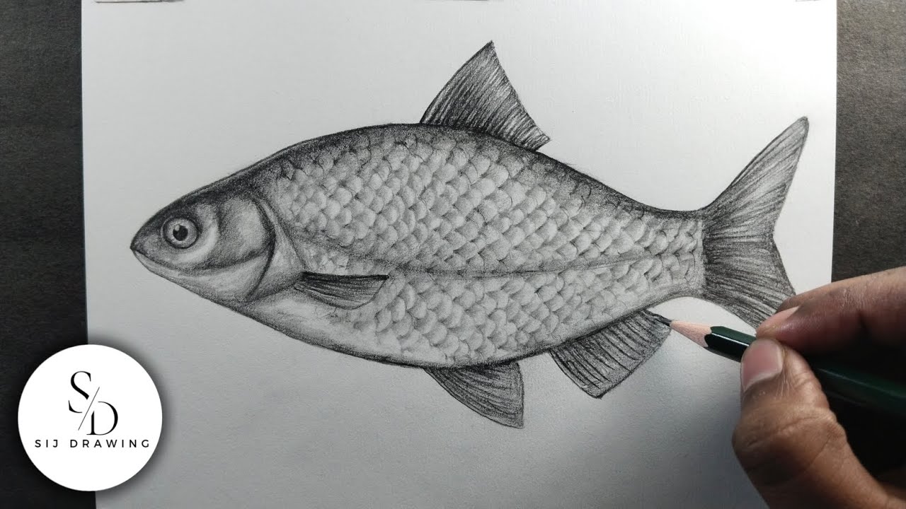 How To Draw A Fish Realistic Fish Drawing Step By Step Tutorial Youtube
