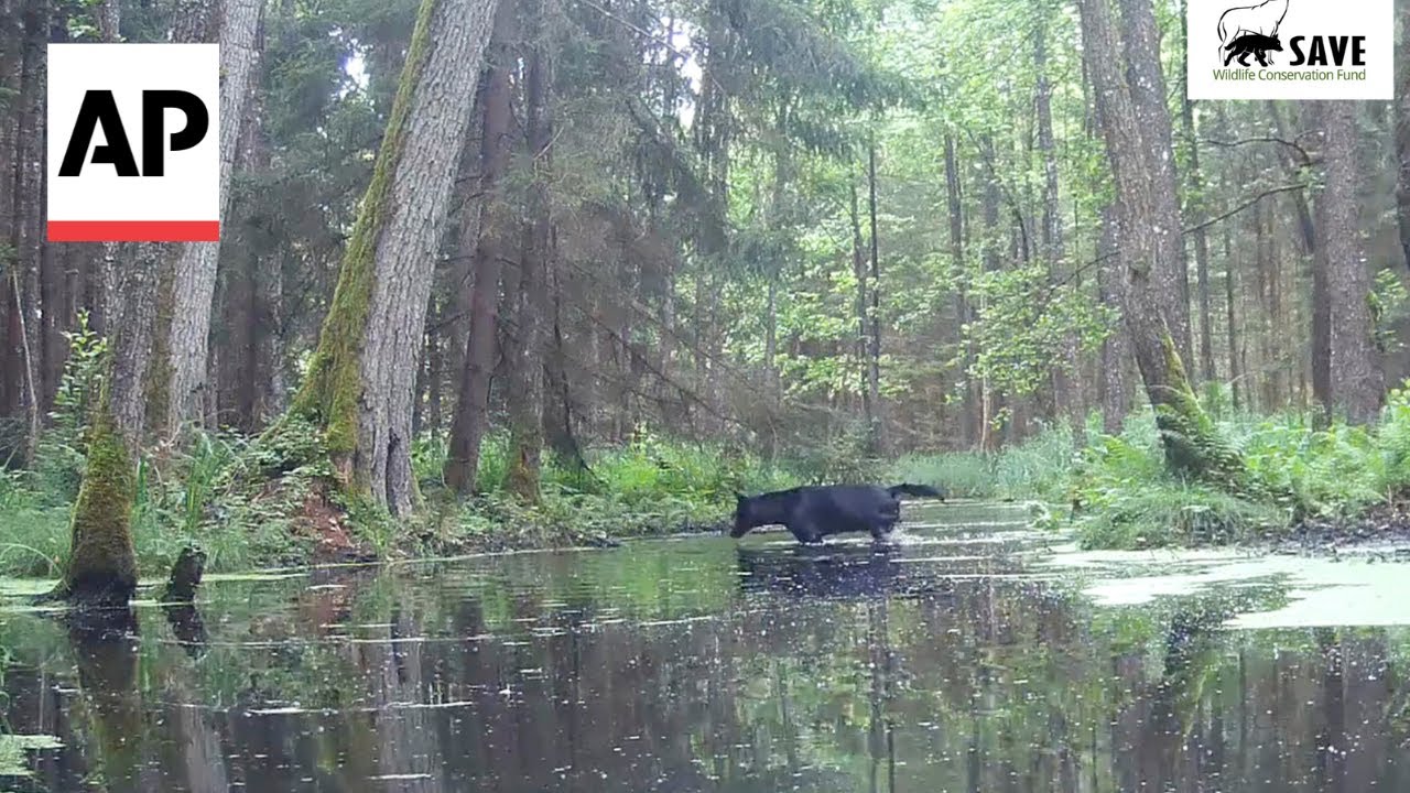 Pair Of Rare Black Wolves Caught On Camera In Poland Youtube