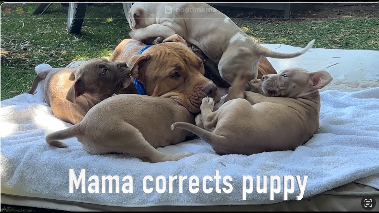 Pitbull Mother Corrects Her Puppy Youtube