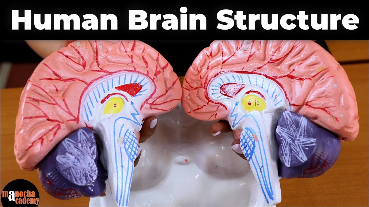 Human Brain Structure Youtube