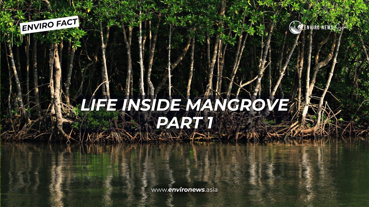 Discover What S Really Living In Mangroves Forest Part 1 Youtube
