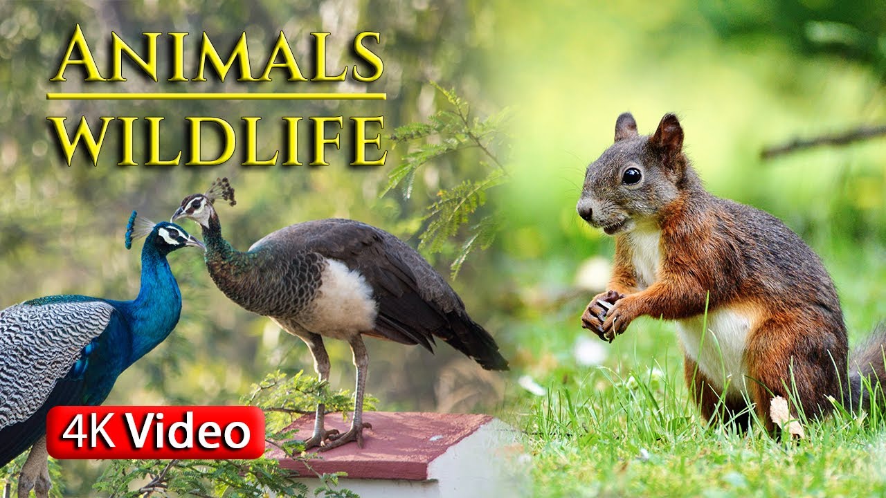 Amazing Wildlife 4k Hdr Discovery Documentary Animals Film 4k