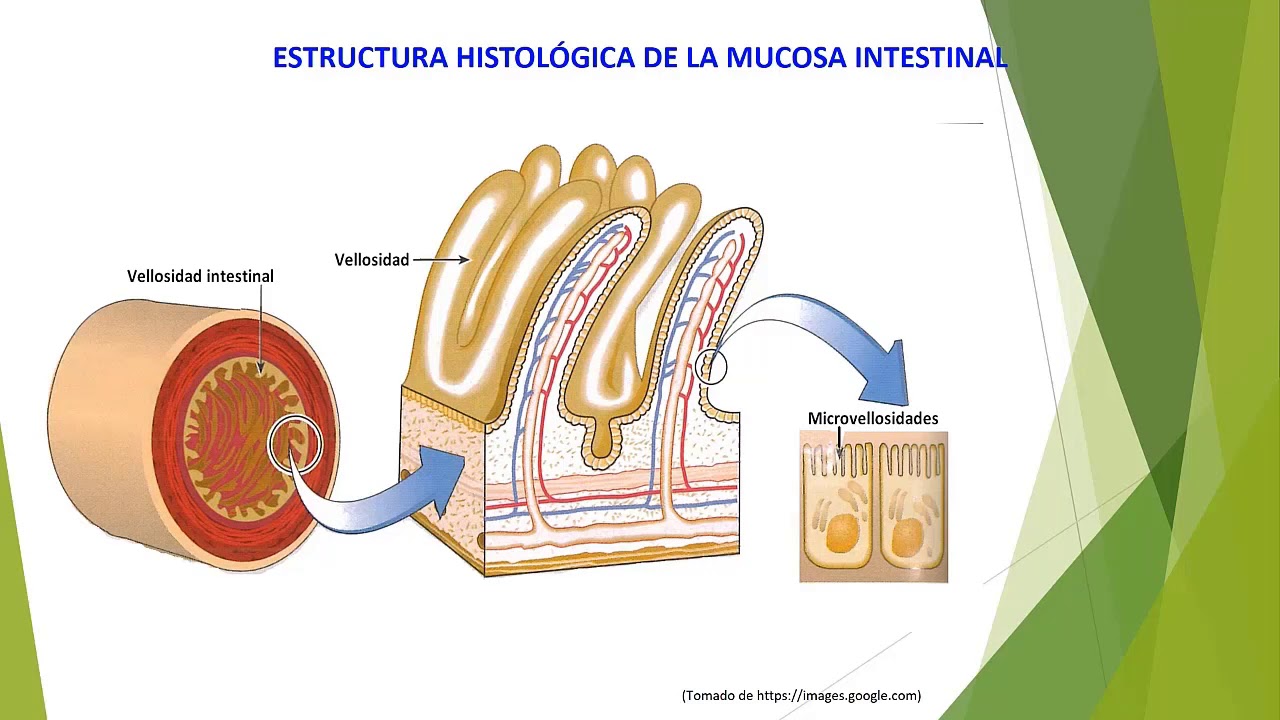 Estructura De Microvellosidades