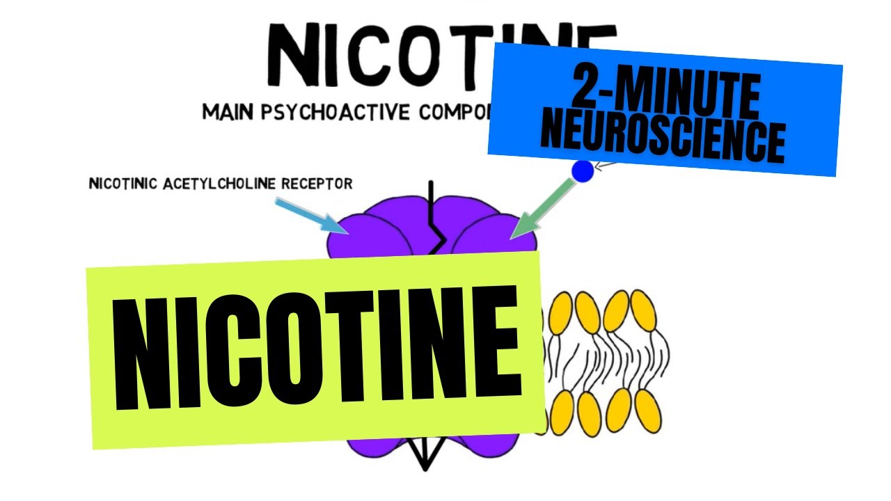2 Minute Neuroscience Nicotine Youtube