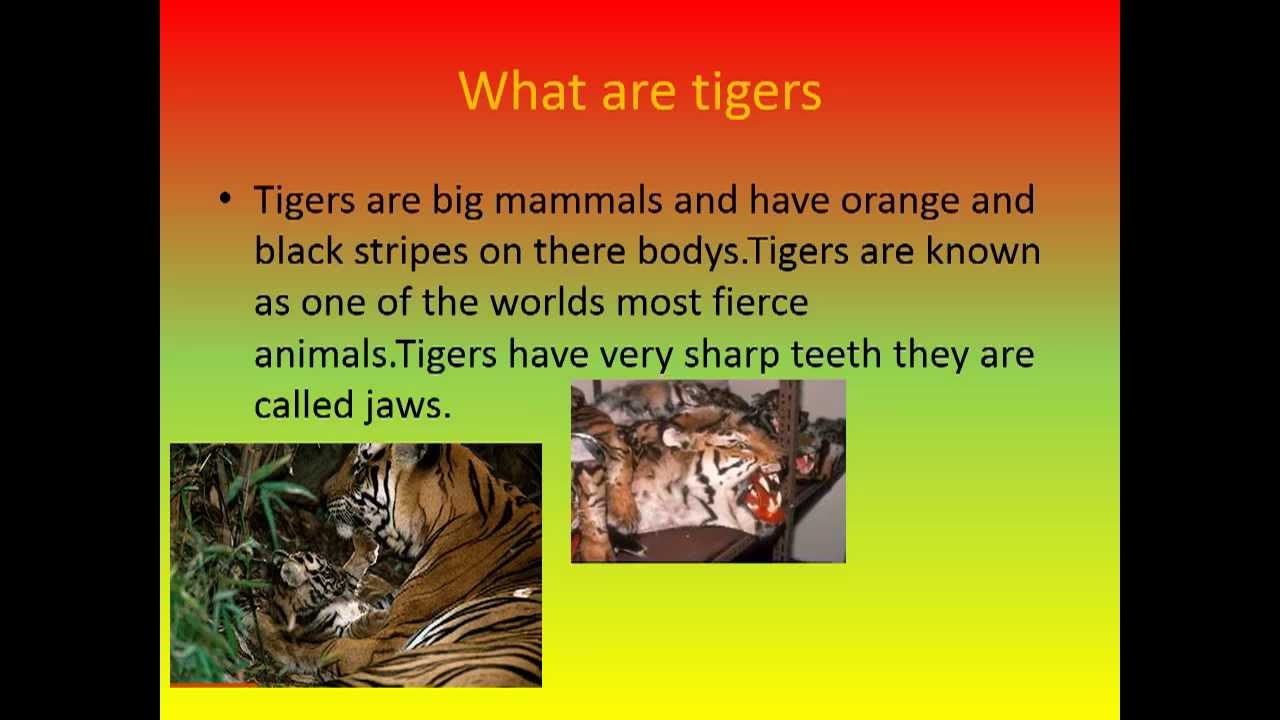 Tigers Powerpoint By Will Youtube