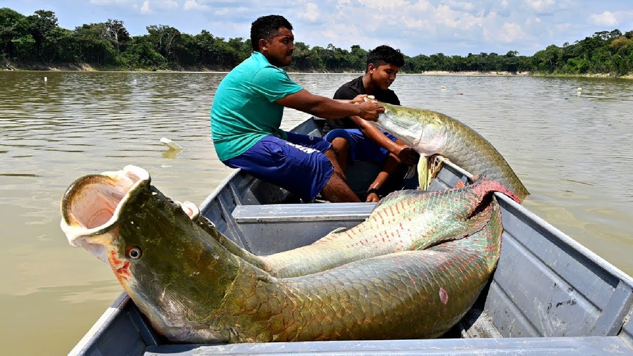 Amazon Biggest Fish Paiche Amazon Fish Farming And Harvesting