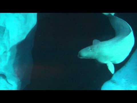 Captive Cetaceans Tragically Sad: Nanuq another Seaworld shame. Beluga ...