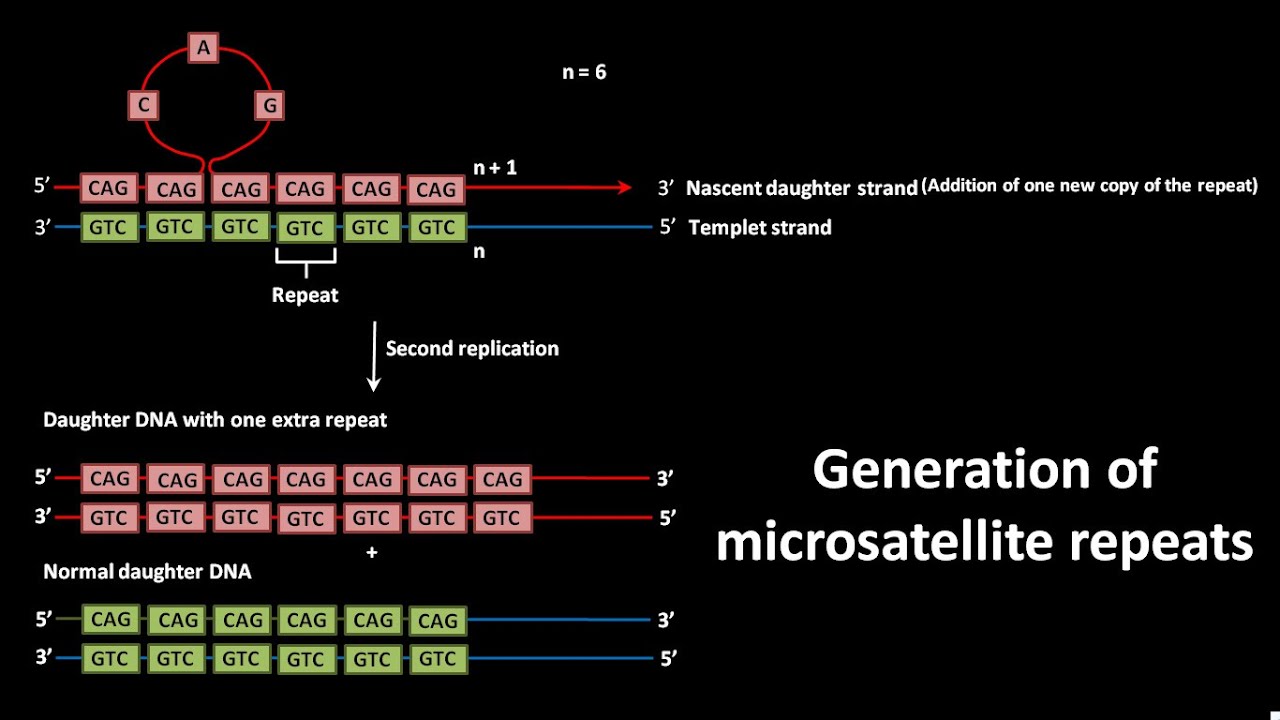 Microsatellite Repeat Generation Youtube