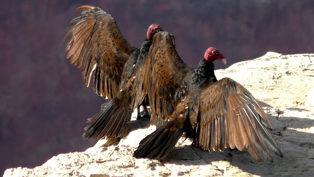 Minute Out In It Turkey Vultures Youtube