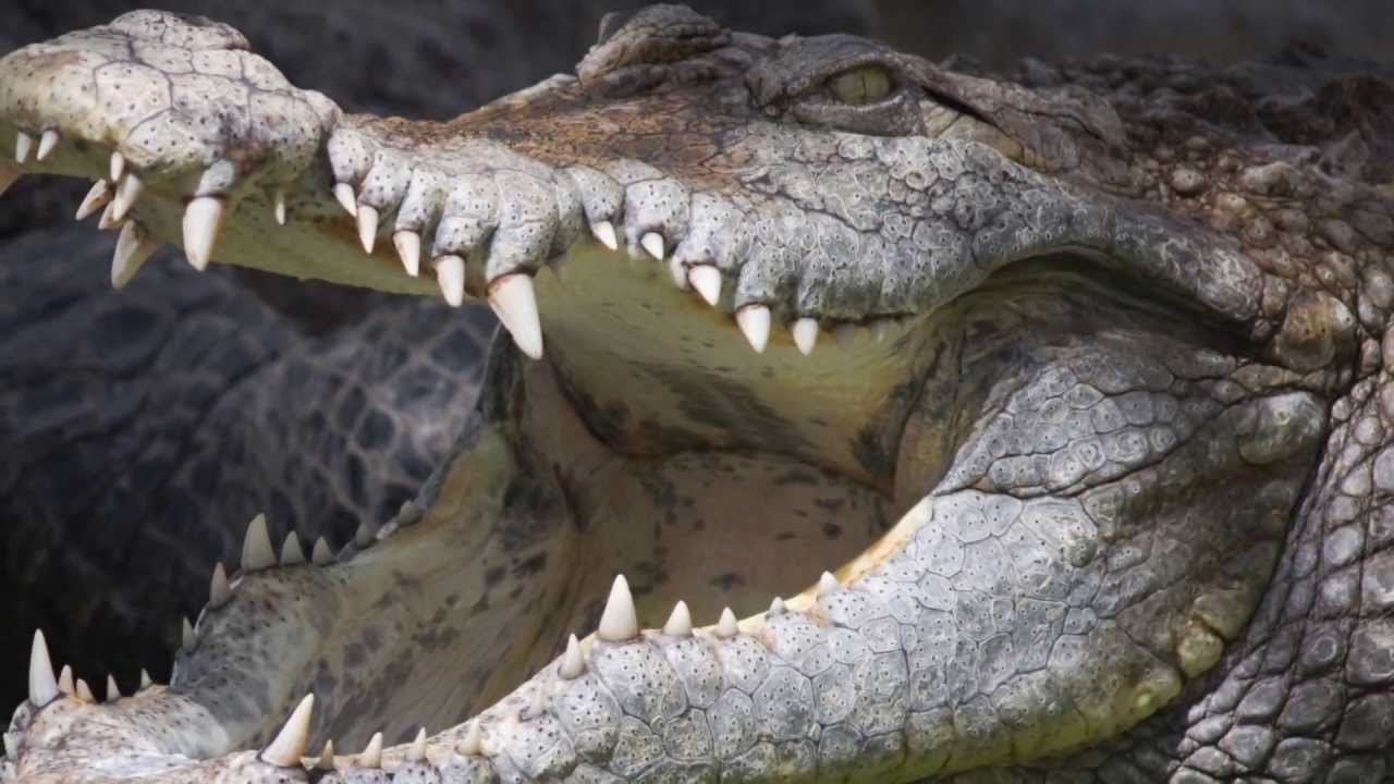 Shutterstock Royalty Free Images Full Hd Youtube