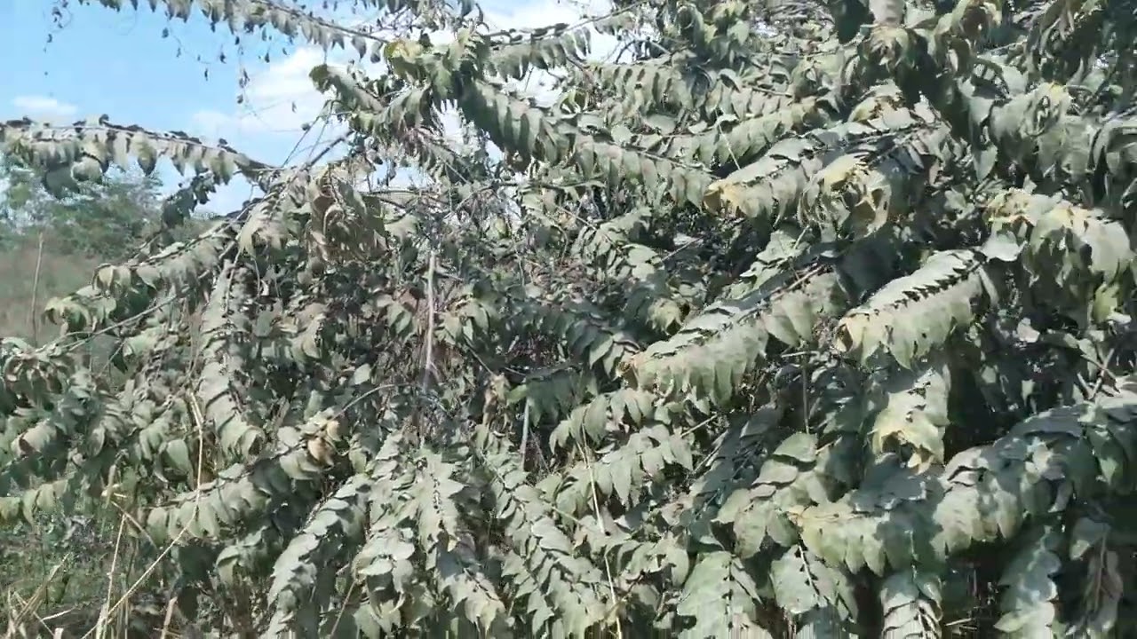 Arbol De Aquiche O Guasima En Cd Valles Slp Mexico Youtube