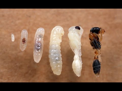 How Are Ants Born Life Cycle Of An Ant Youtube
