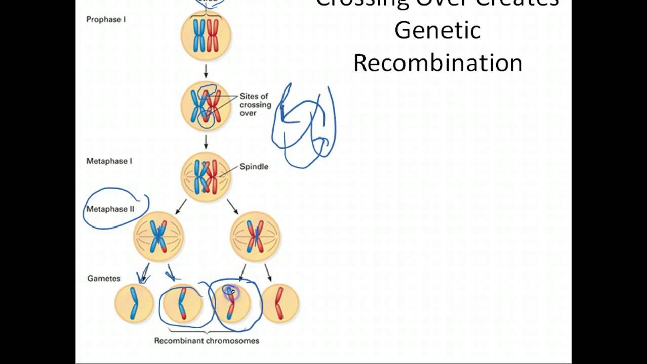 Biology Meiosis Genetic Variation 9 6 Biology Exploring Life Youtube