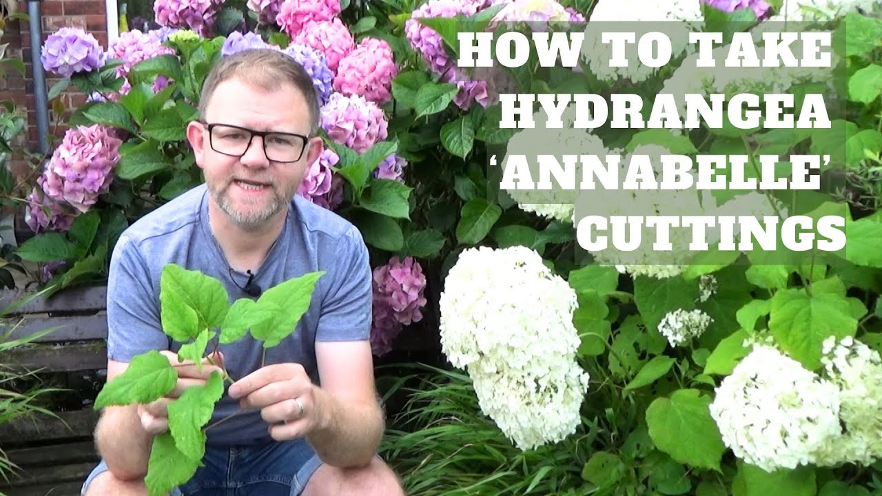How To Take Hydrangea Annabelle Cuttings Cuttings To Take In Late