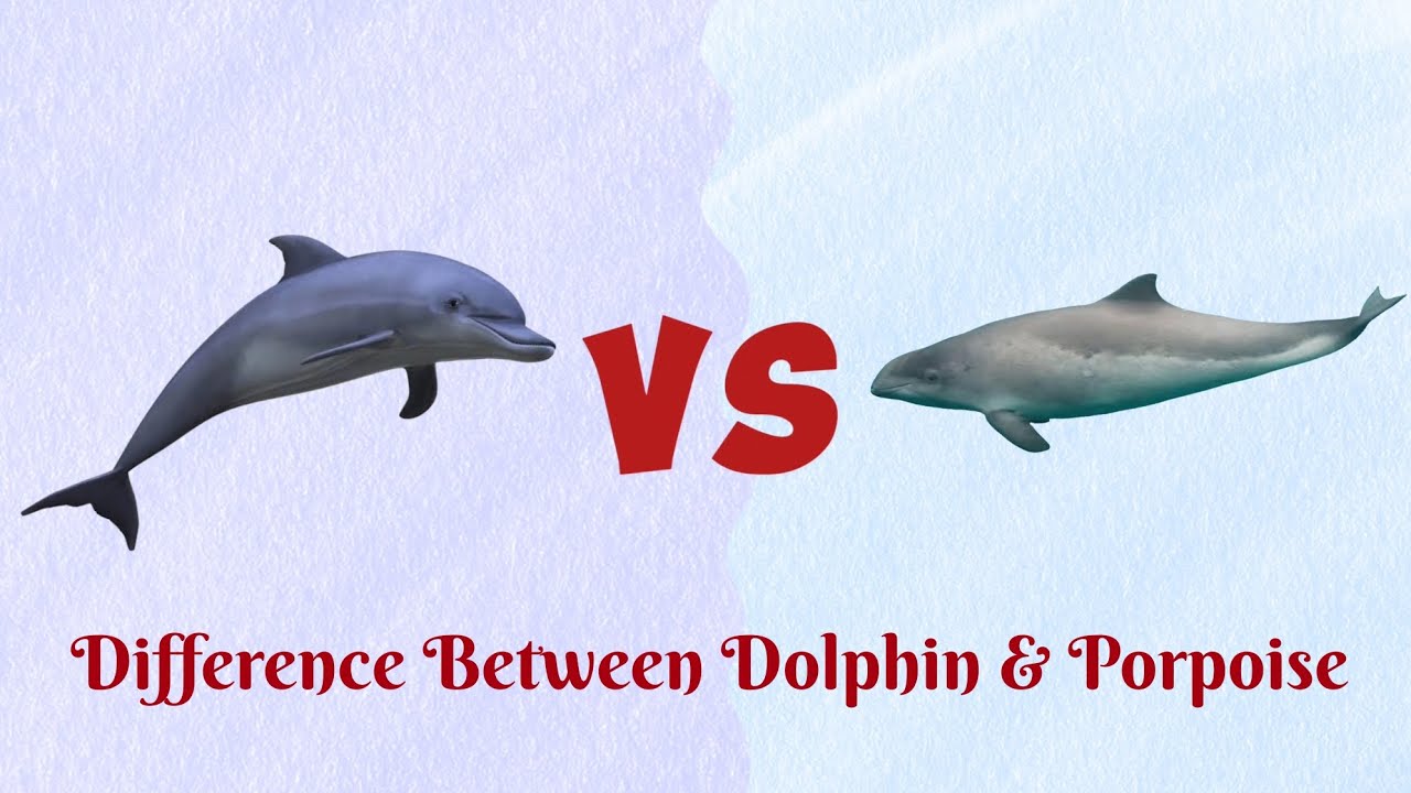 Porpoise Dolphin Harbour Porpoise In Cornwall Wildlife Species Guide