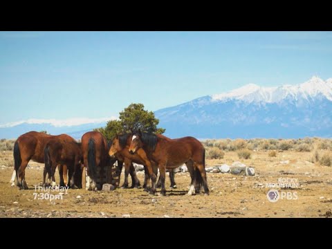 Colorado Experience Native Horses Preview Youtube