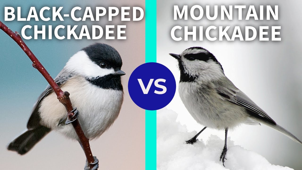 Black Capped Chickadee Vs Mountain Chickadee Bird Id Made Easy Youtube