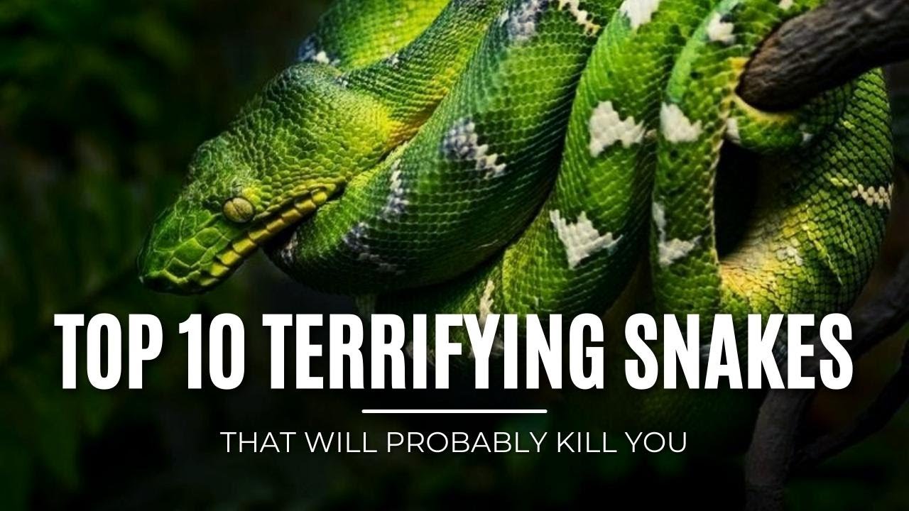 Top 10 Terrifying Snakes That Will Probably Kill You Factswow Snakes