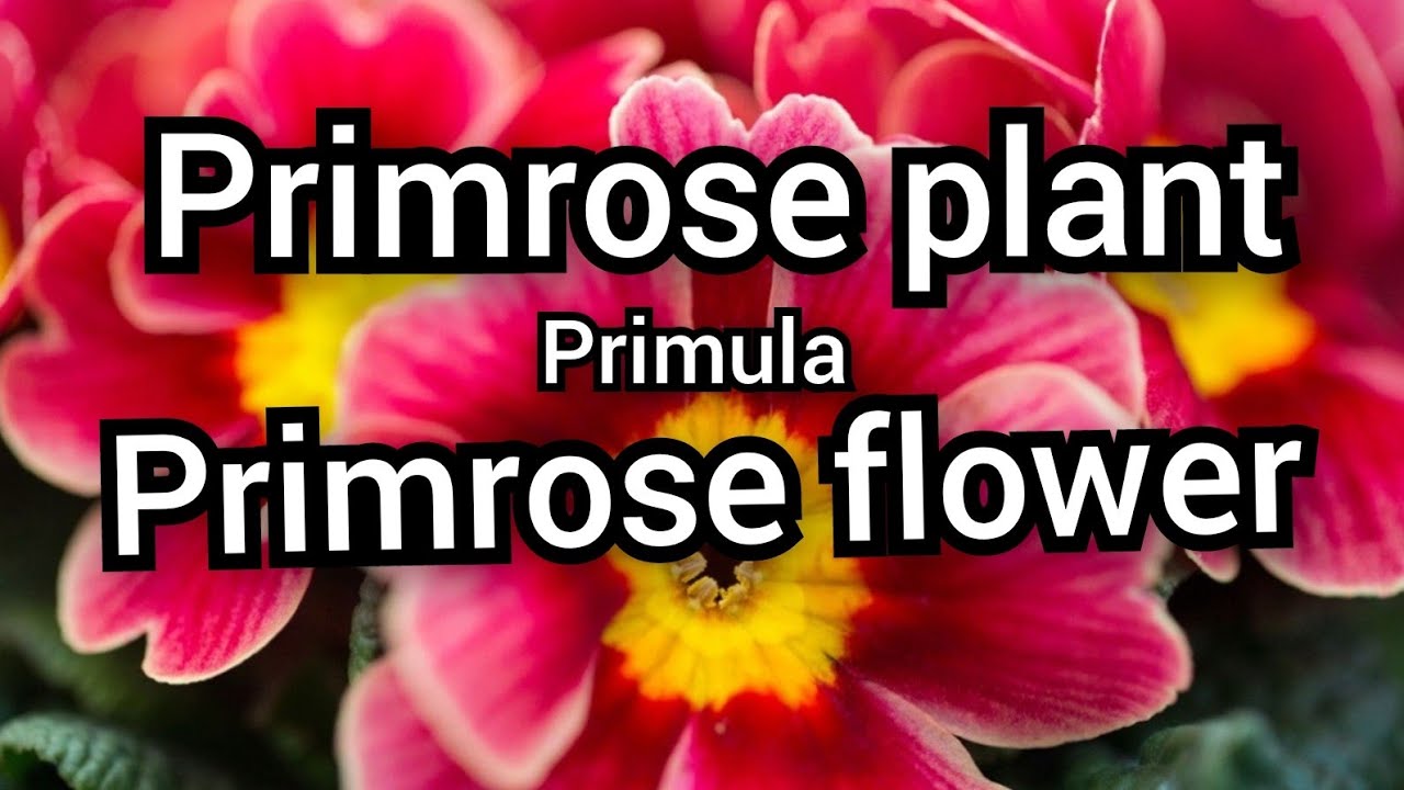 Primrose Plant क द खभ ल How To Grow Care Primrose Plant