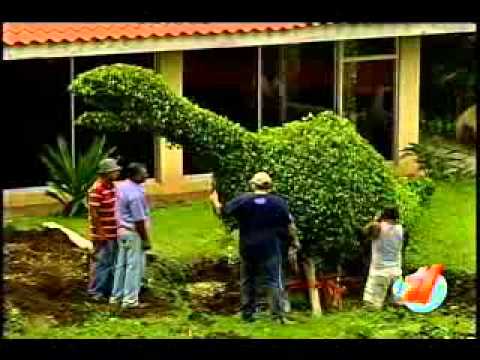 Conozca Un Parque De Figuras De árboles Youtube
