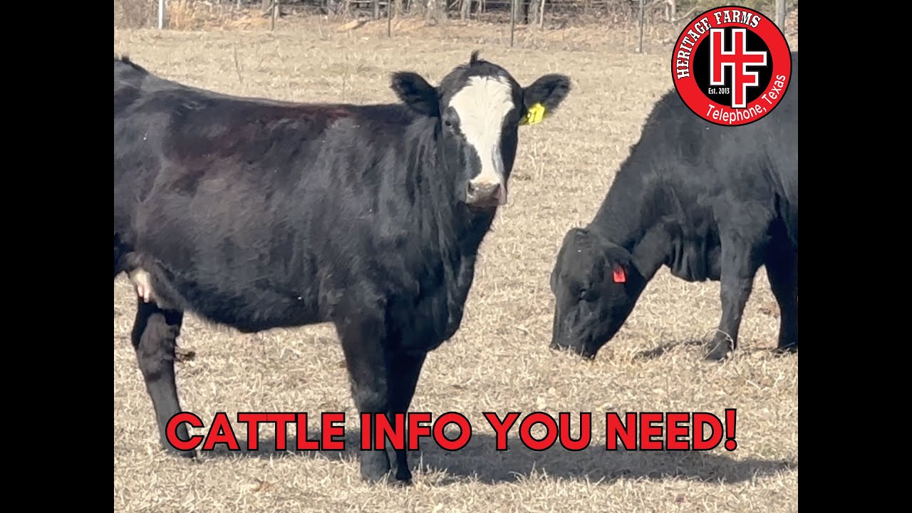 Cattle Management With Cattlemax Software And Some Old School Twist