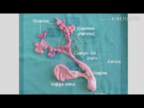Aparato Reproductor Del Cerdo Y Cerda Youtube