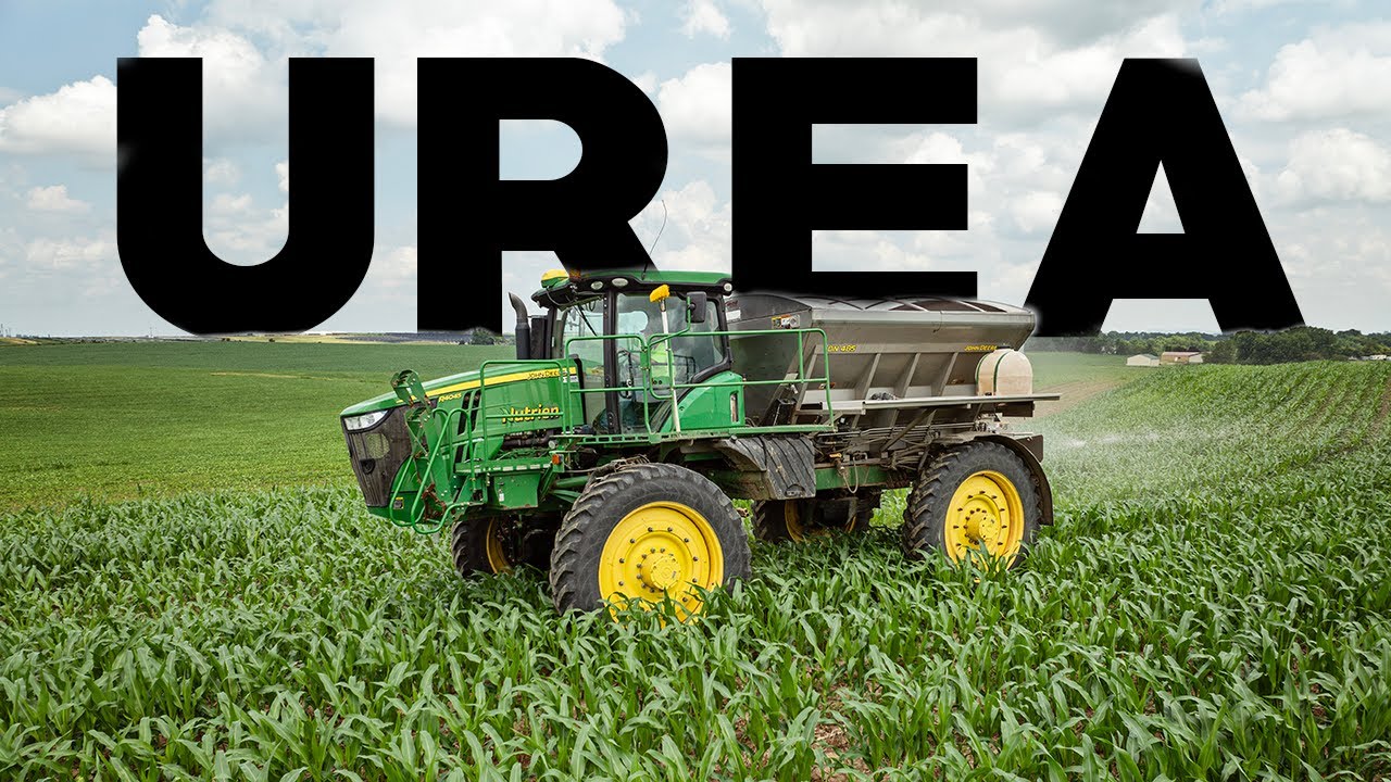 Spreading Urea On Corn Youtube