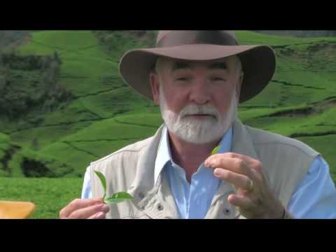 2 Different Teas Explained In Indonesian Tea Estate Mp4 Youtube