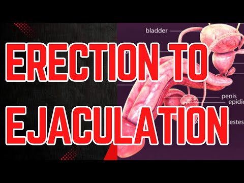 How Does The Penis Really Work From Erections And Ejaculation Youtube