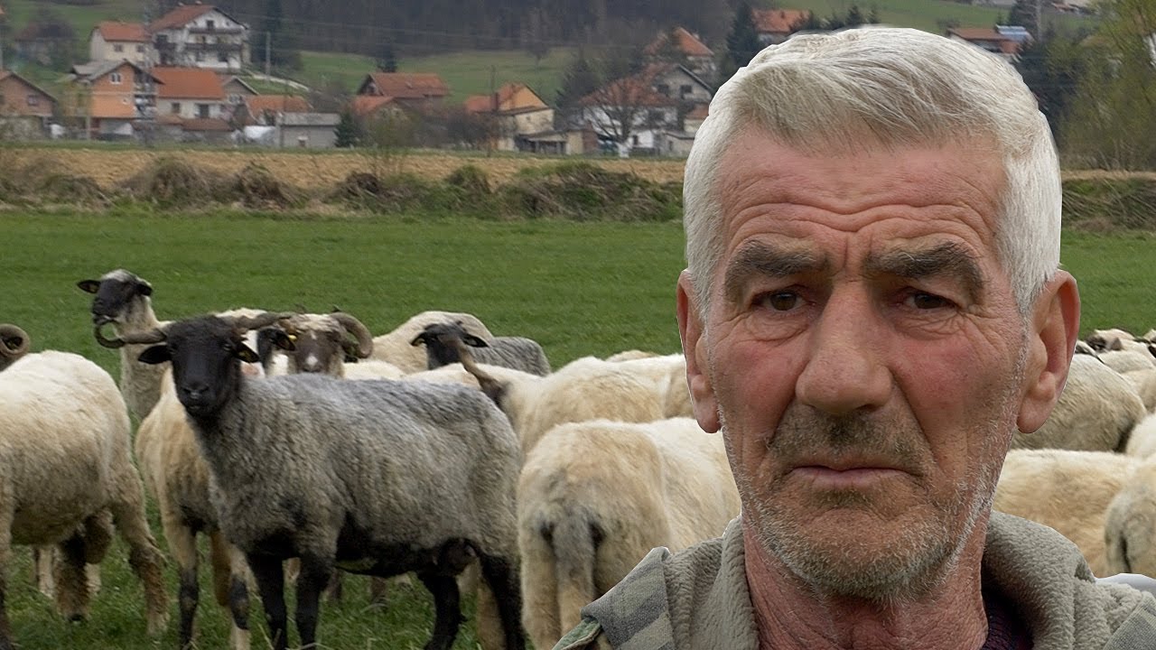 Ovce Za Kurbane Od 50 I 100 Kg Prodaju Po Istoj Cijeni Youtube