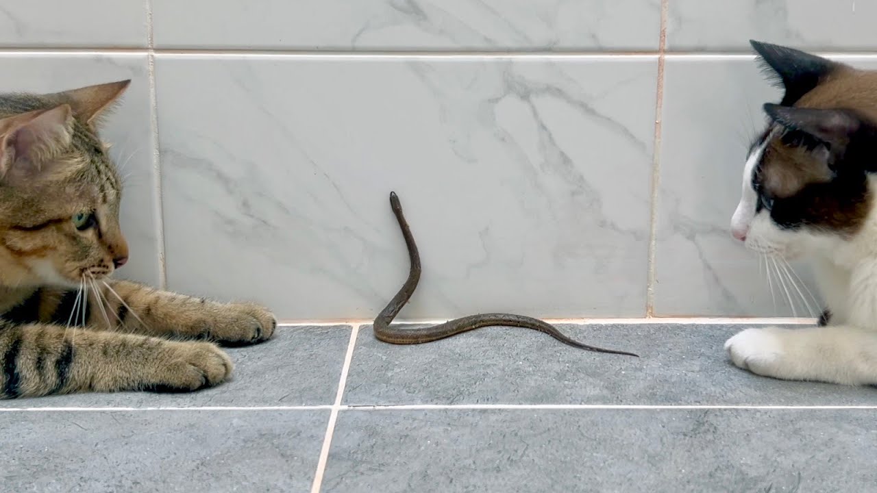 Cat Vs Snake Part 3 Youtube