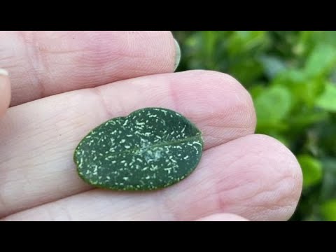 Infested With Spider Mites Dwarf English Boxwood Spring 2021 Youtube