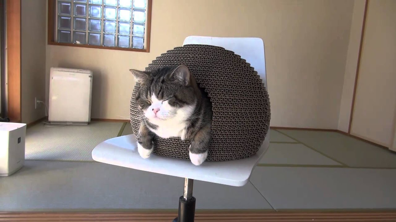 Maru The Hermit Cat